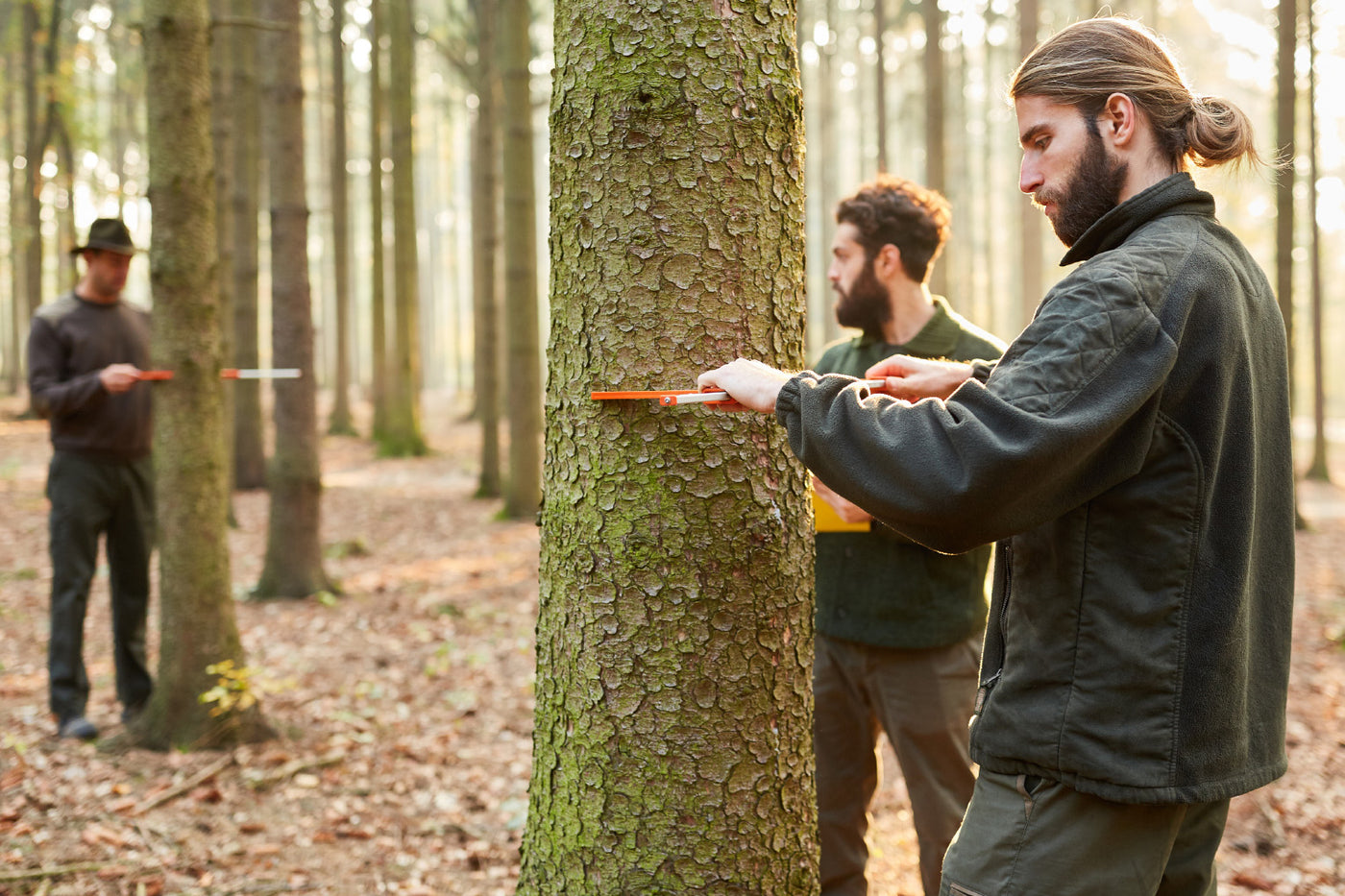 Top 4 Arborist Tools from our range - Forestry Tools