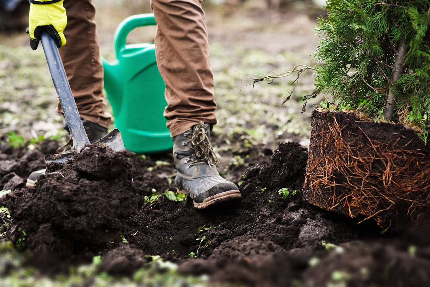 Successful planting tips - Forestry Tools