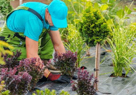 Forestry Tools - Professional tree planting, pruning and measuring